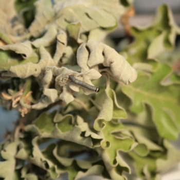 defoliación archivos - LIFE Adaptamed